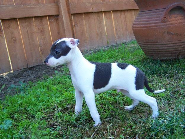 Greyhound o Galgo inglés o Lebrel inglés