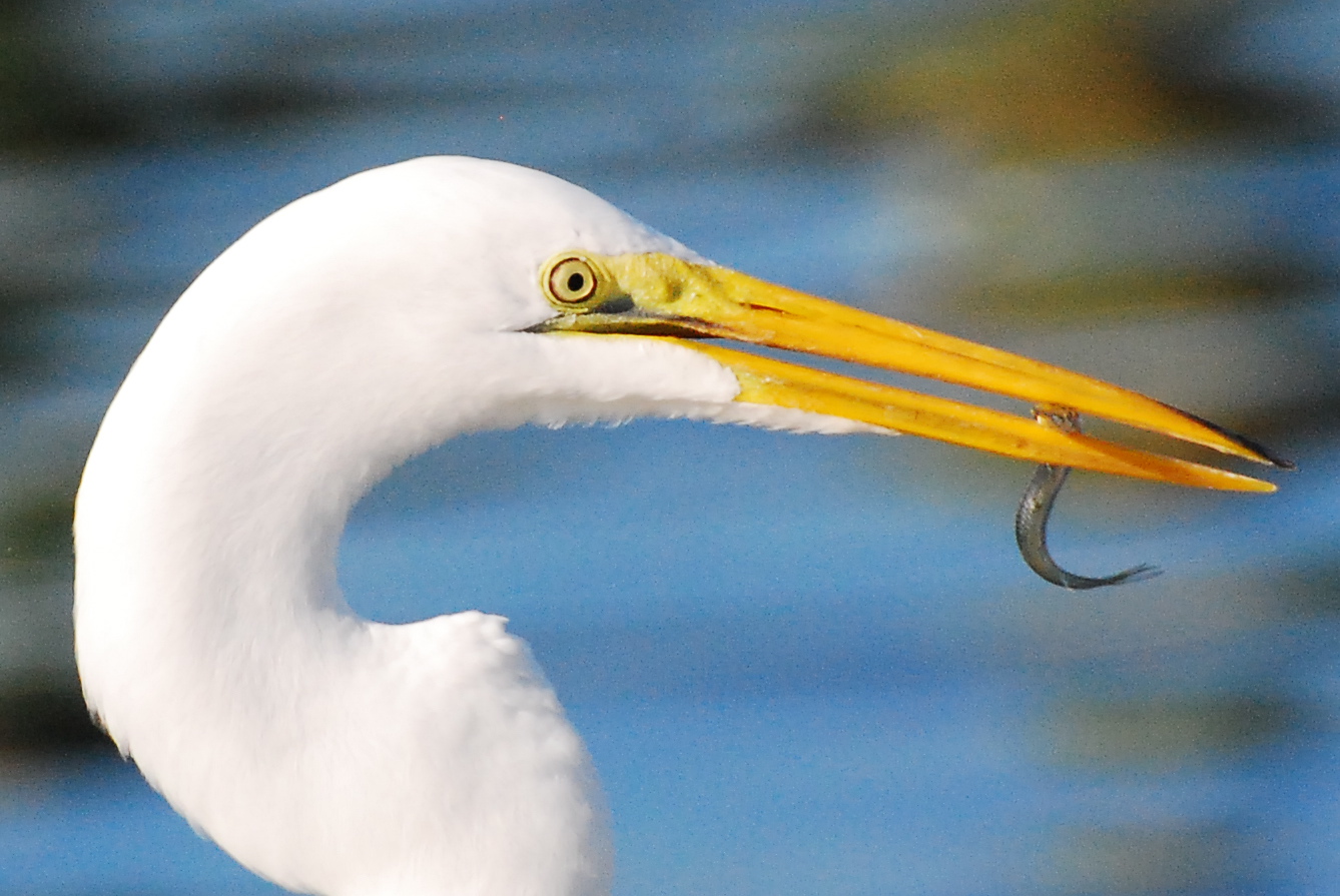 Bosque despierto: Garza Blanca