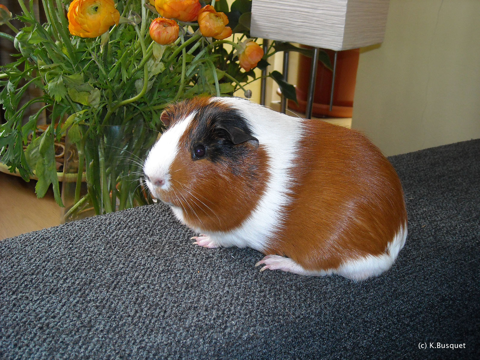Cavia Achtergronden