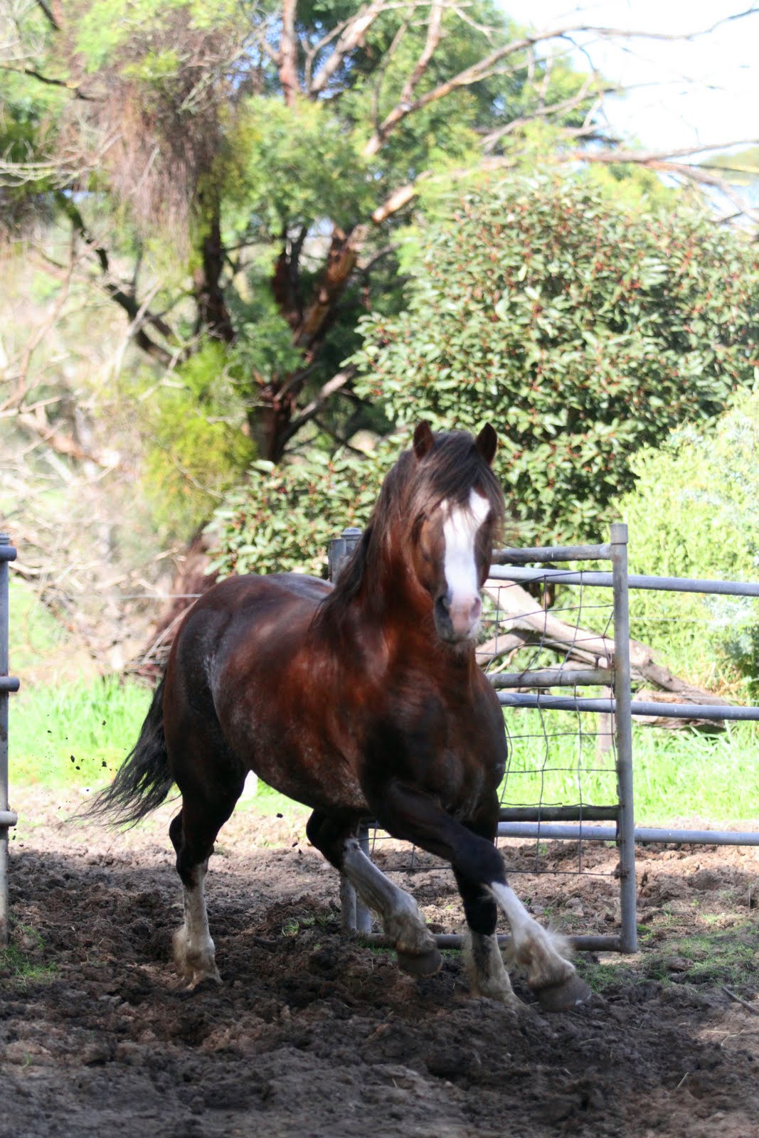 WELSH PONIES and THE ODD FRESIAN COW
