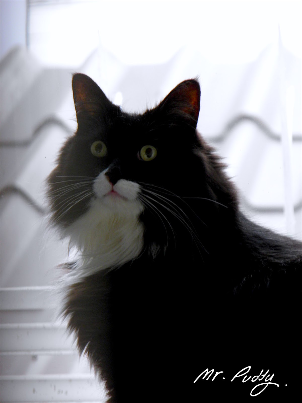 Mr. Puddy +: MR. PUDDY SEASON 2 : BANGKOK CITY