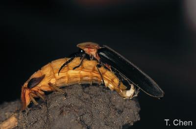 7 Unique Facts: 7 Unique Fact About Firefly