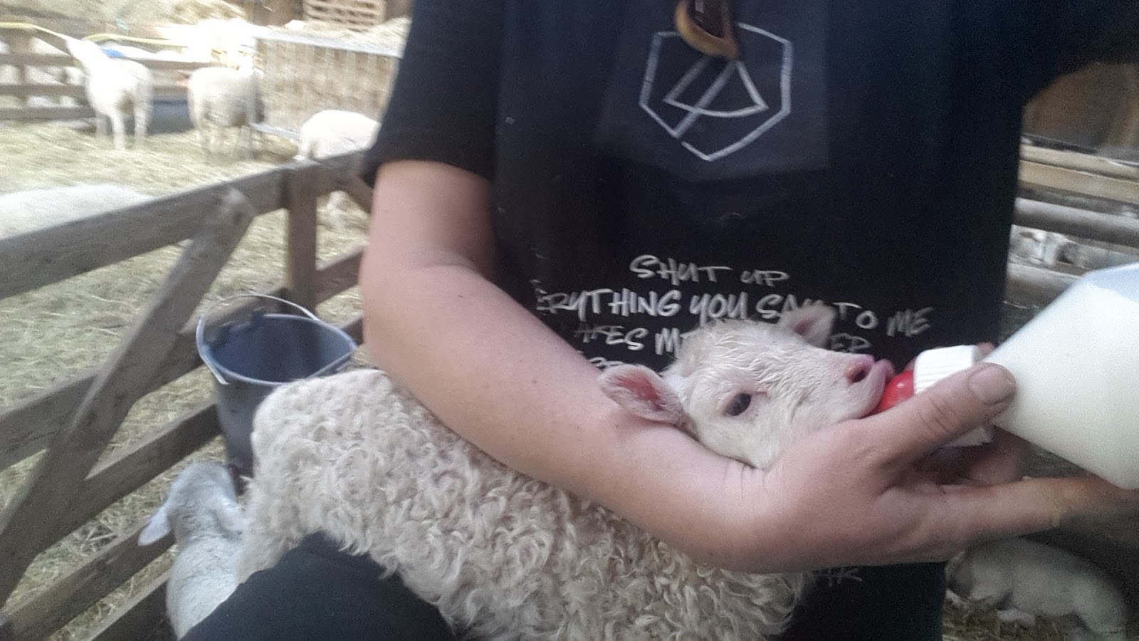 Wanderschäferin: Lämmer, Lämmer, Lämmer