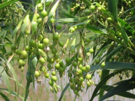 komoditas agribisnis perkebunan