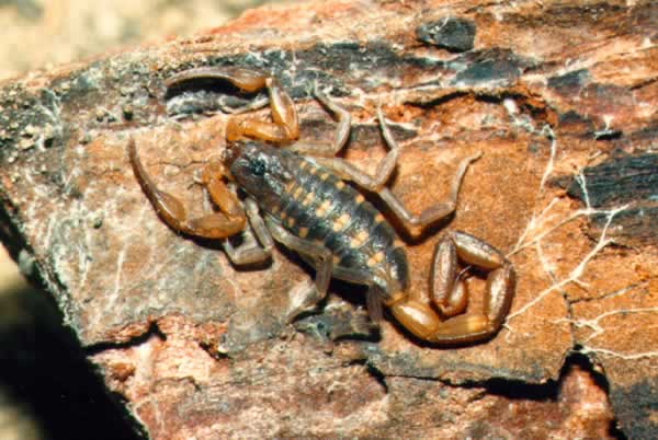 AKREP RESİMLERİ-Manzaralar