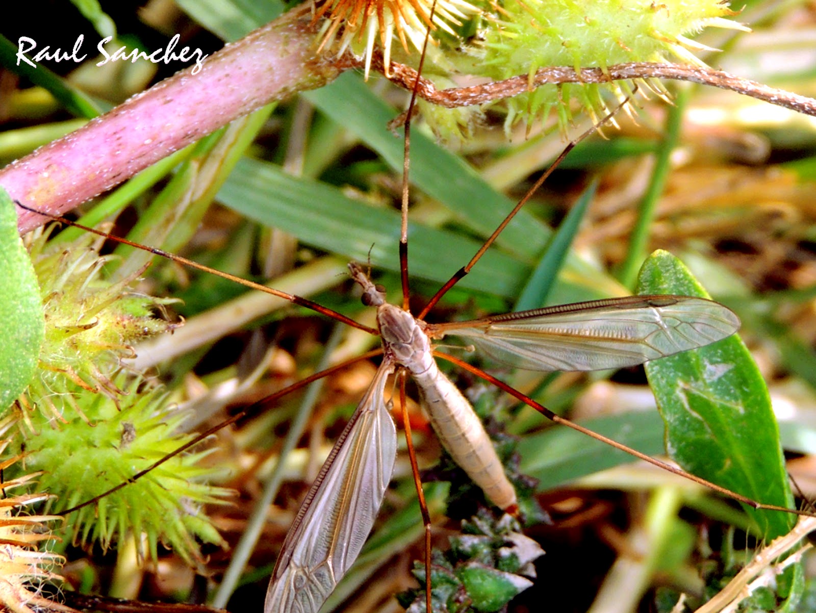 Naturaleza Viva : Mosquito Comun ( o zancudo )