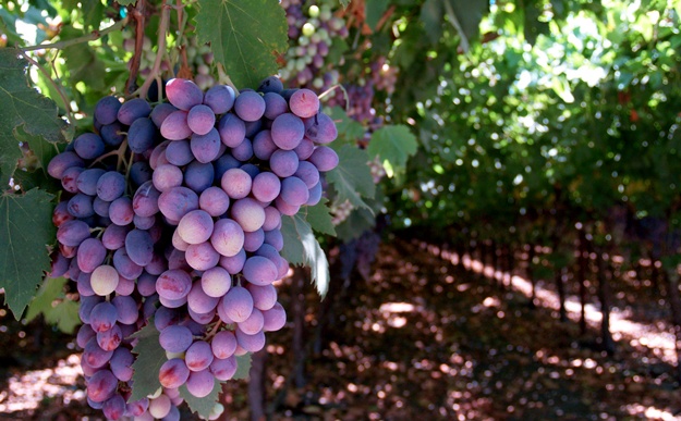 Panduan Lengkap Budidaya Tanaman Anggur - MEDIA TEKNOLOGI PERTANIAN
