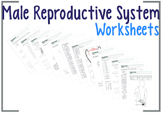 BioGeo Science Site: Male Reproductive System Worksheets