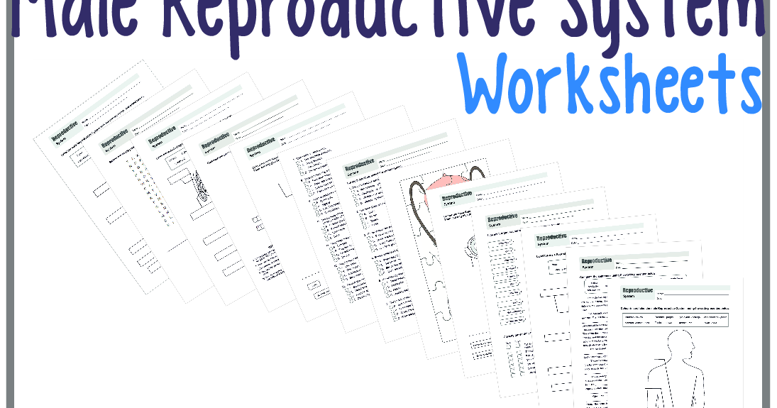 BioGeo Science Site: Male Reproductive System Worksheets