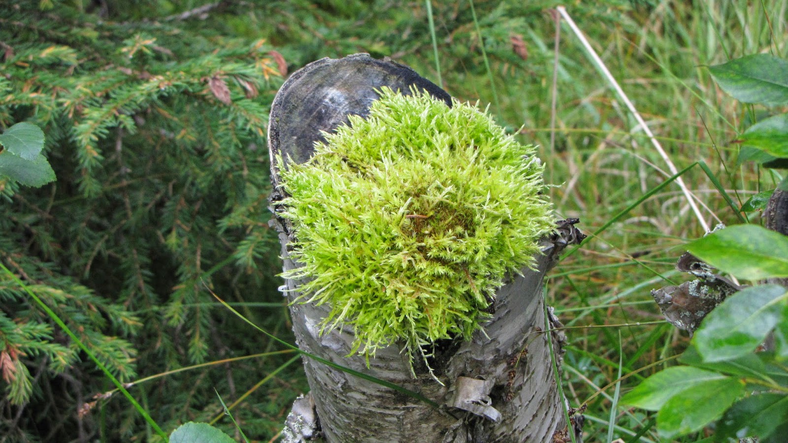 Peikkotalot: Kantoon sammalkatto