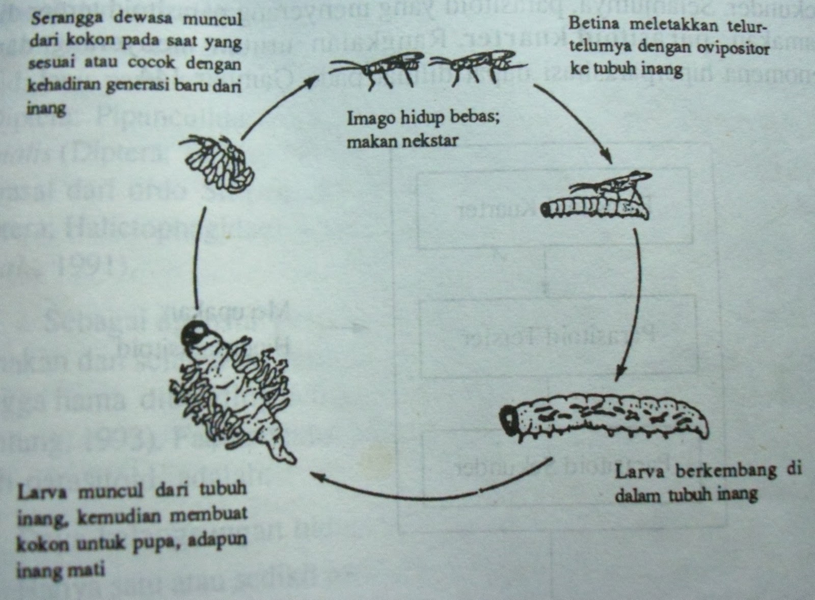 Kelompok Studi Entomologi: Serangga Pengendali Serangga Hama