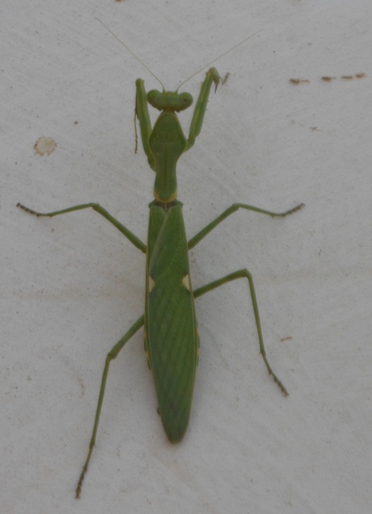 AMUSING WORLD: The Green Praying Mantis