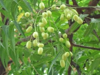 Mengenal Tanaman Nimba (Azadirachta indica A. Juss)
