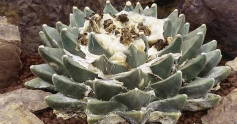 Ecofriendly: Agave Living-rock Cactus