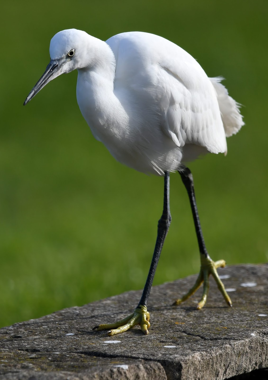 Portland Bird Observatory and Field Centre: 31st January