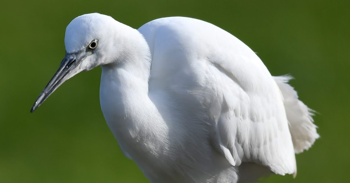 Portland Bird Observatory and Field Centre: 31st January