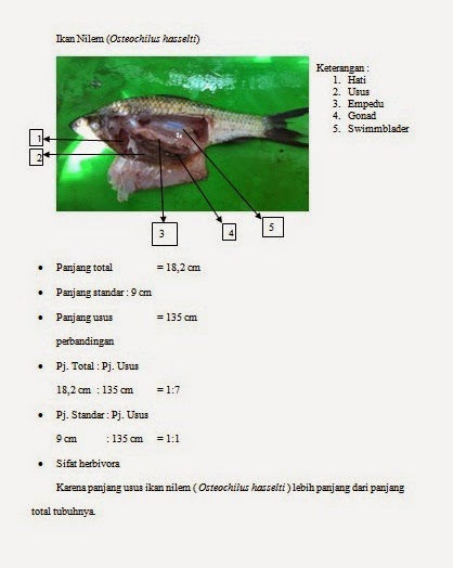 Laporan Ikhtiologi " Sistem Pencernaan Ikan"