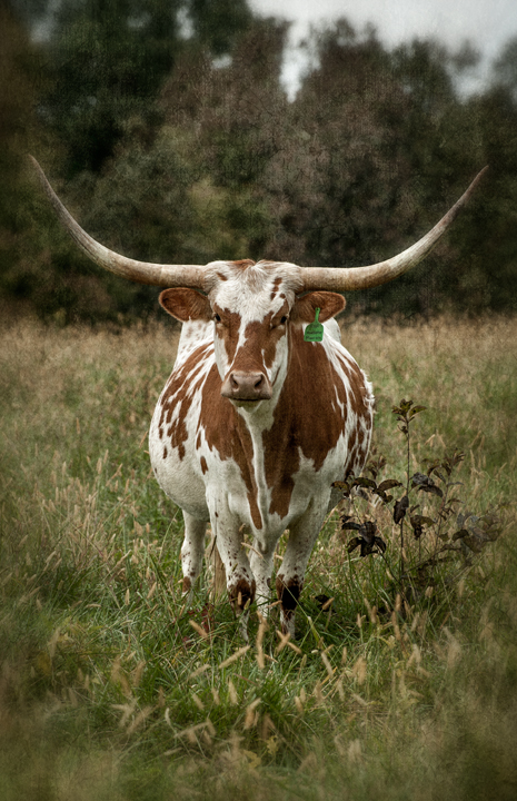 Dan Routh Photography: Longhorns