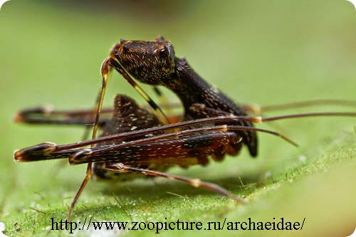 Bizarre Creature of the Day: Creature 173: Archaeidae