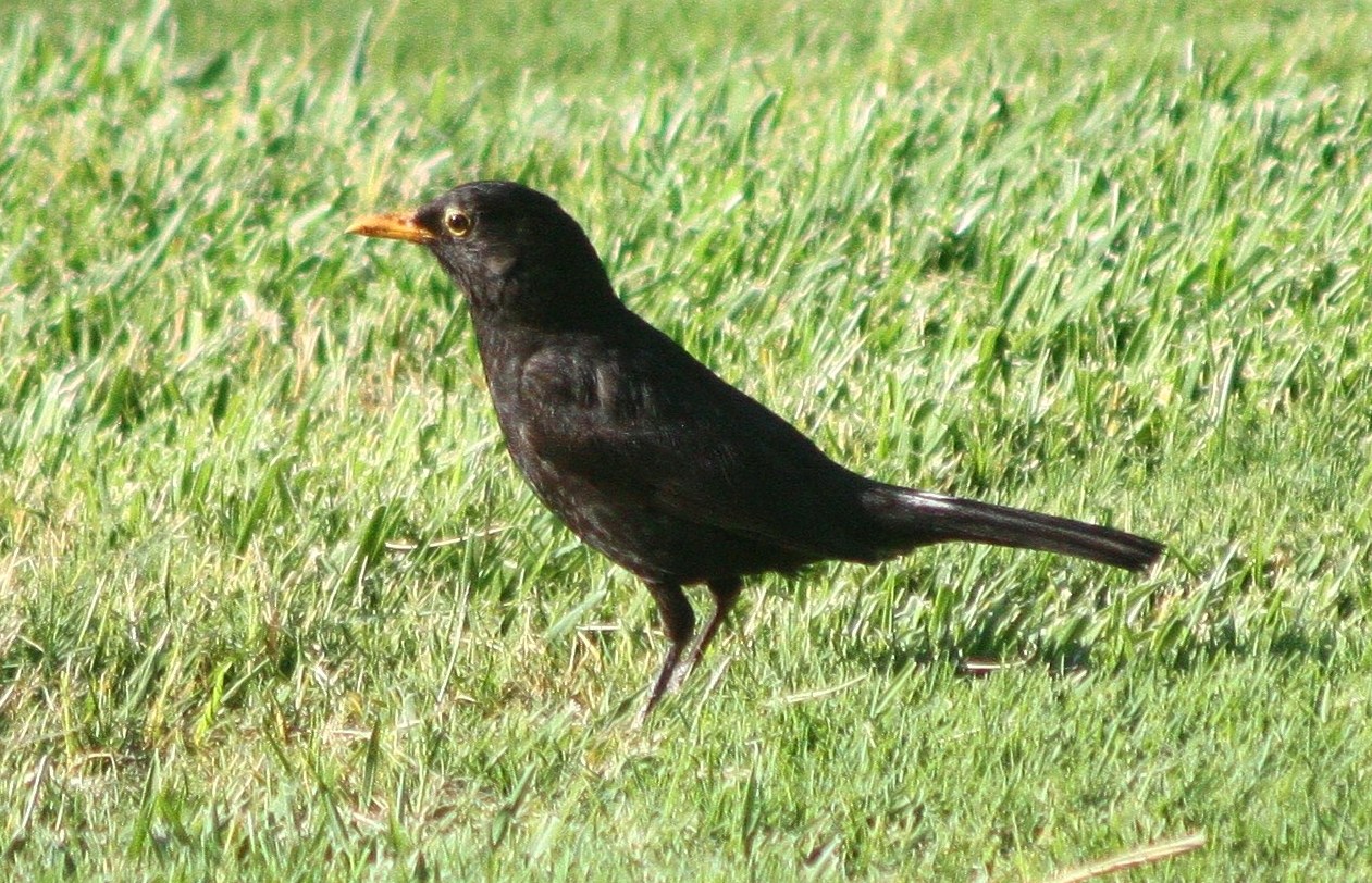 Espécie do mês de Junho: Melro-preto