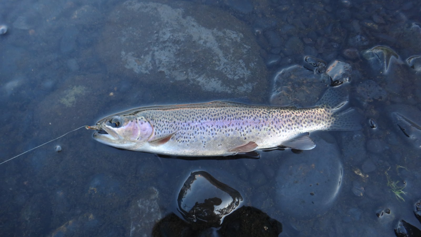 What Kind Of Fish Are In Lake Merced at Ian Milligan blog
