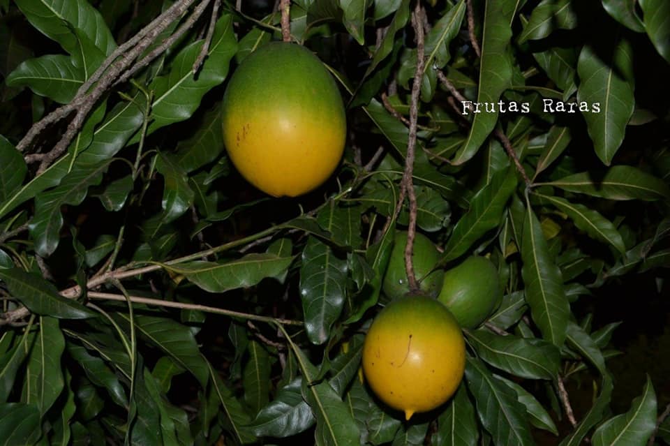 Pouteria caimito: cultivar Abio Gigante do Solimões.