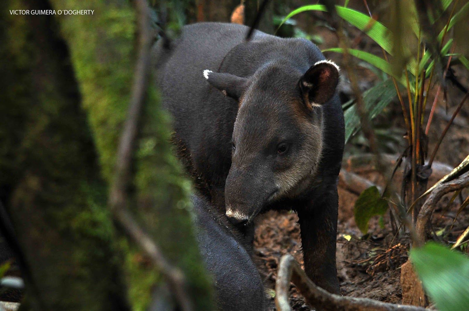 Mis imágenes de aves: TAPIR CENTROAMERICANO EN BRAULIO CARRILLO