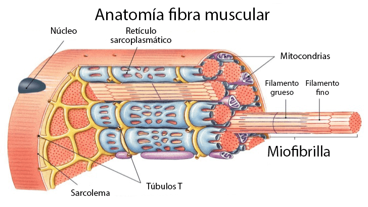 Anatomía y estructura