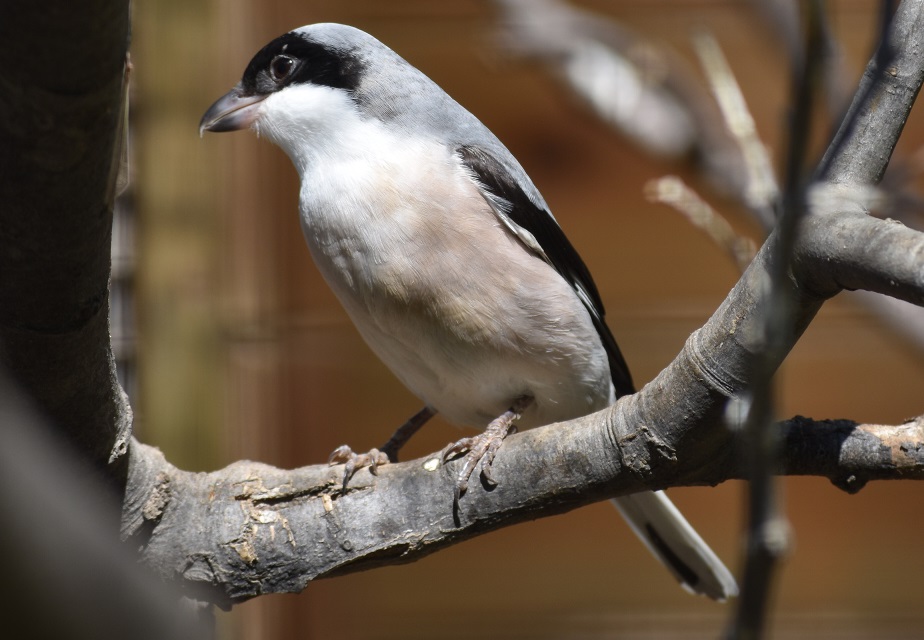 ZOOTOGRAFIANDO (6.096 ANIMALS): ALCAUDÓN CHICO / LESSER GREY SHRIKE ...