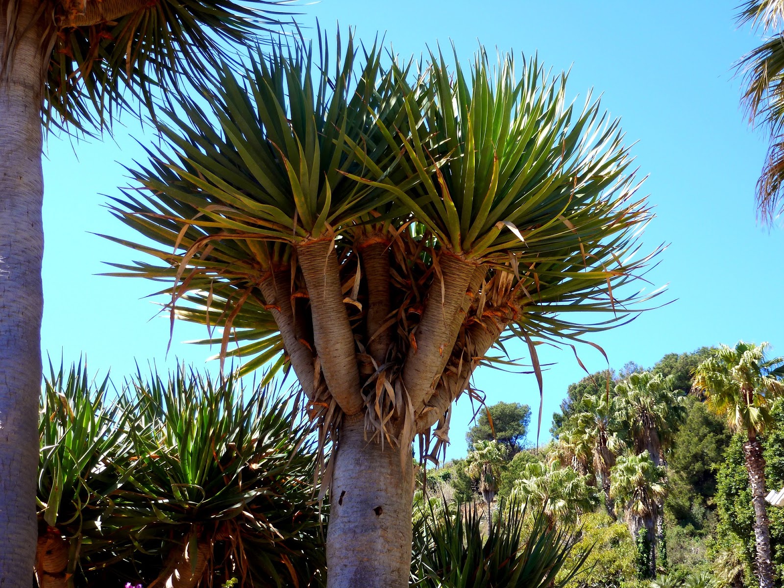 Árboles con alma: Drago de Canarias. (Dracaena draco)