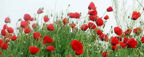 FLORES SILVESTRES DE COLOR ROJO Y NARANJA