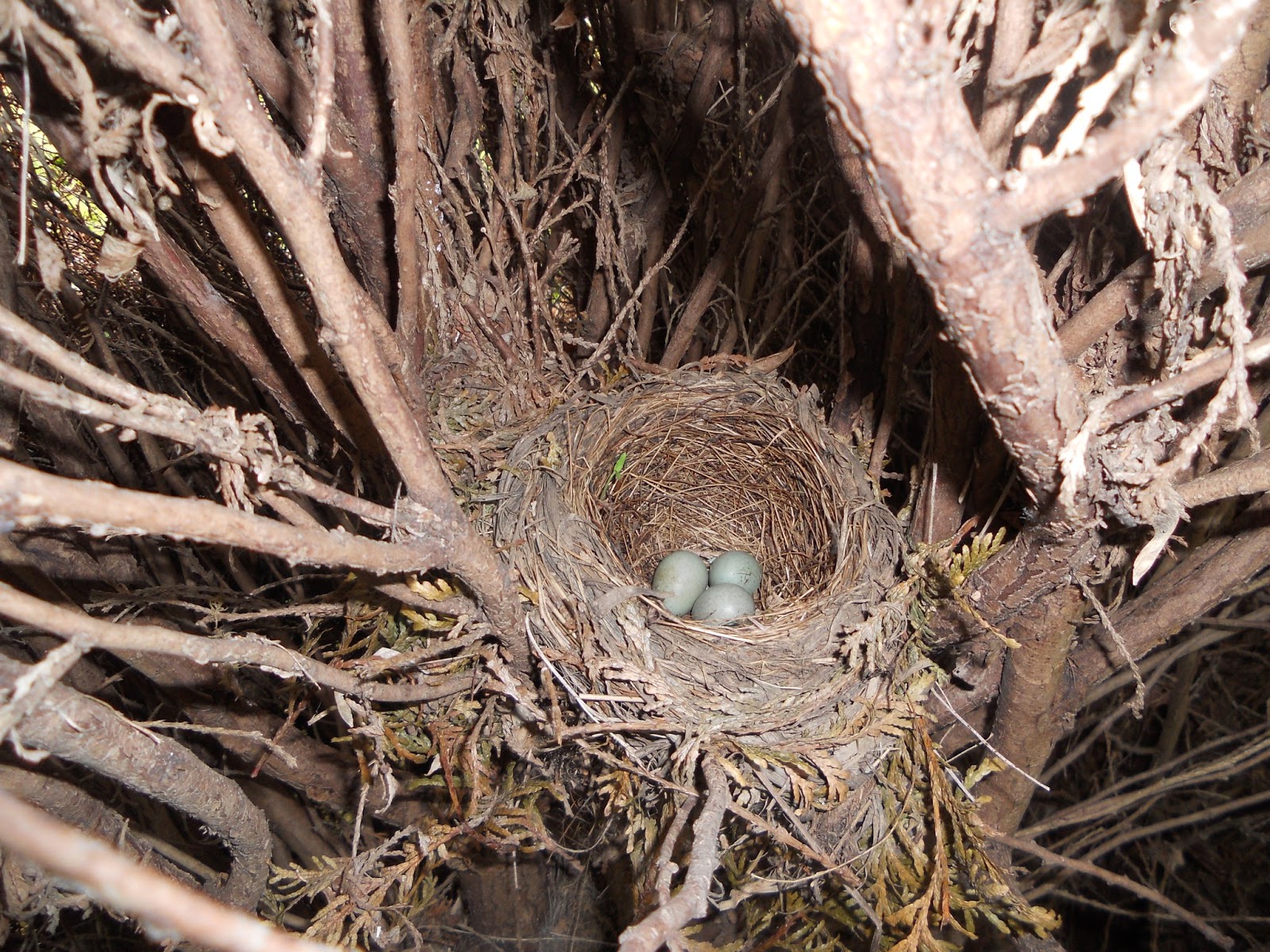 BlogDosForninhenses: Ninhos