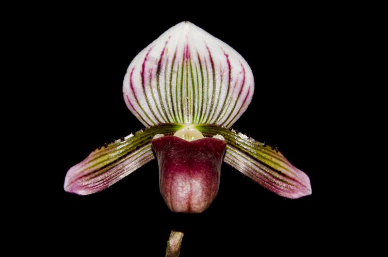 The Wayward Hawaiian: Paphiopedilum barbatum