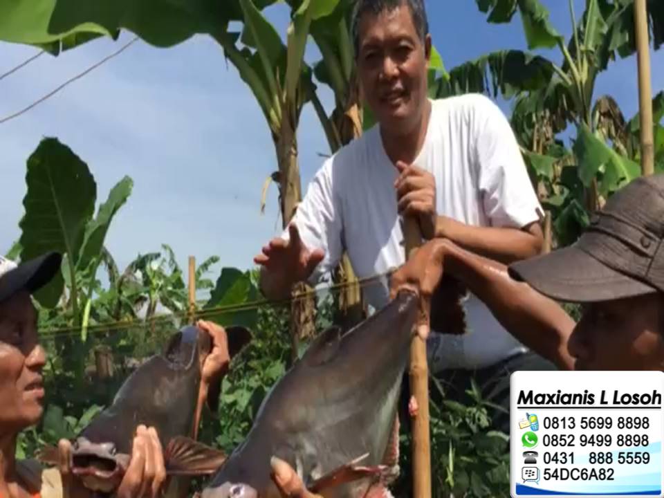 MaxiGrow Plus: Cara Cerdas Memanfaatkan Limbah Kolam Ikan untuk ...