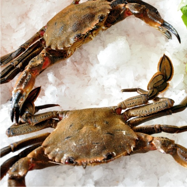 Nécora gallega | Mariscos Gontelo