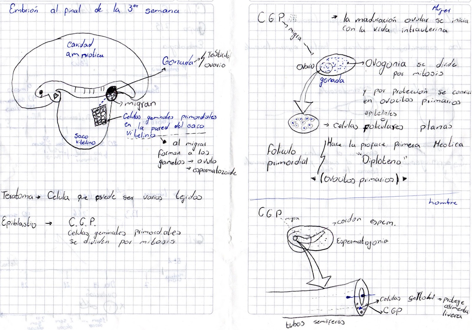 Embriologia : GAMETOGENESIS