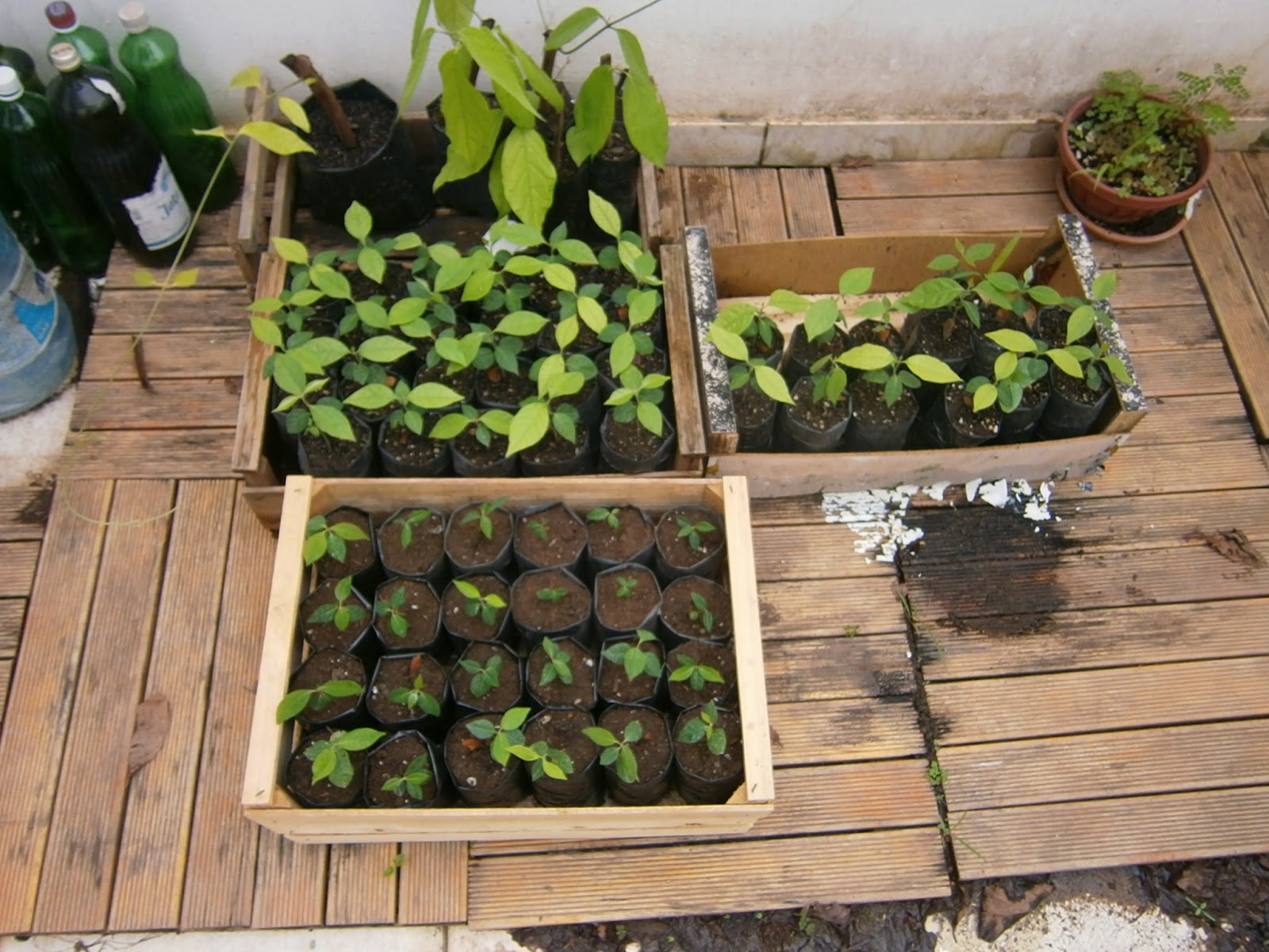 Zelando pela Chacrona e pelo Jagube: Transplante das Mudas de Jagube da ...