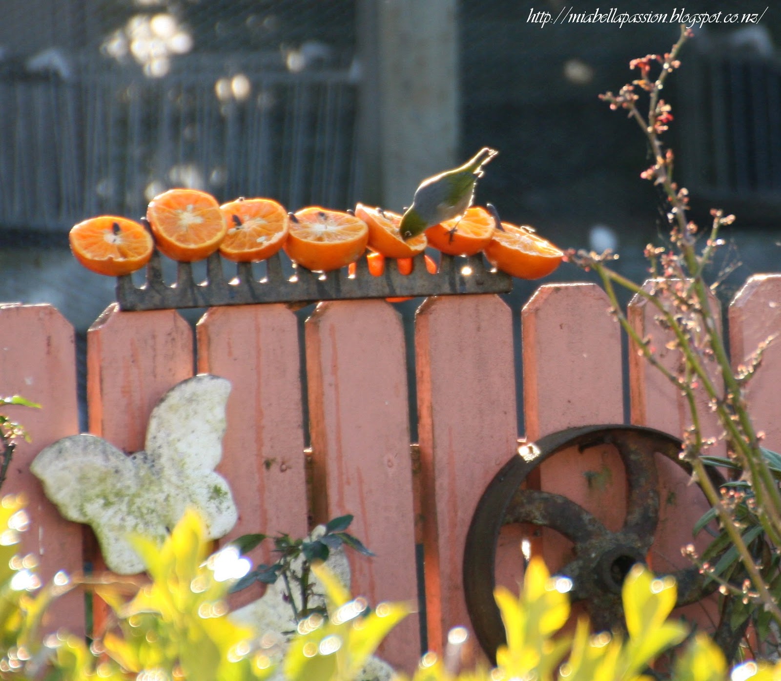 Rake Head Bird Or Butterfly Feeder...