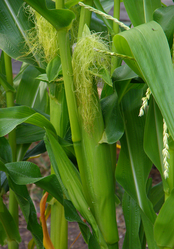 Seasonal Eating: Top Ten Plants for August Harvest
