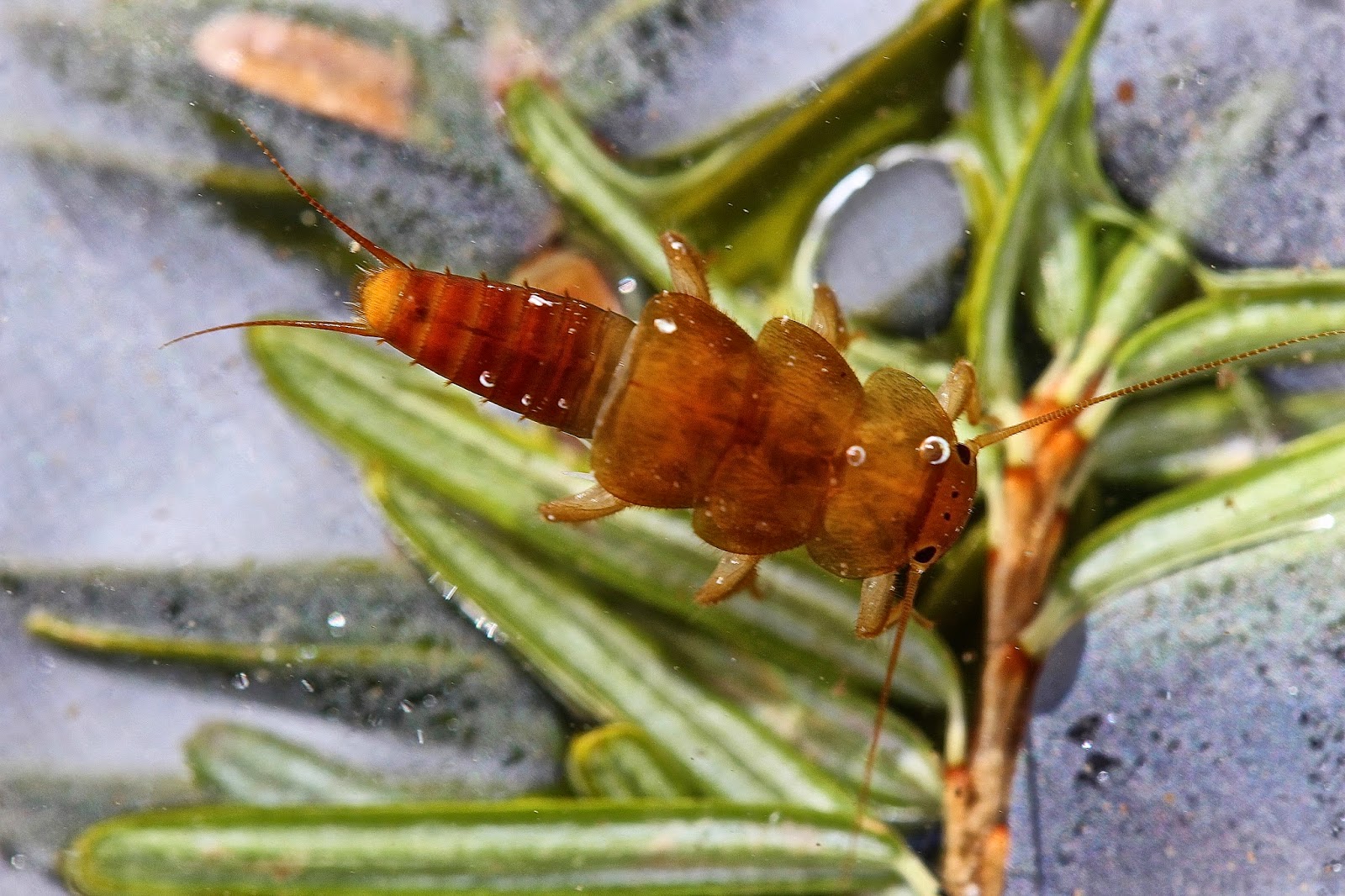 Aquatic Insects of Central Virginia: At high elevation, some very small ...