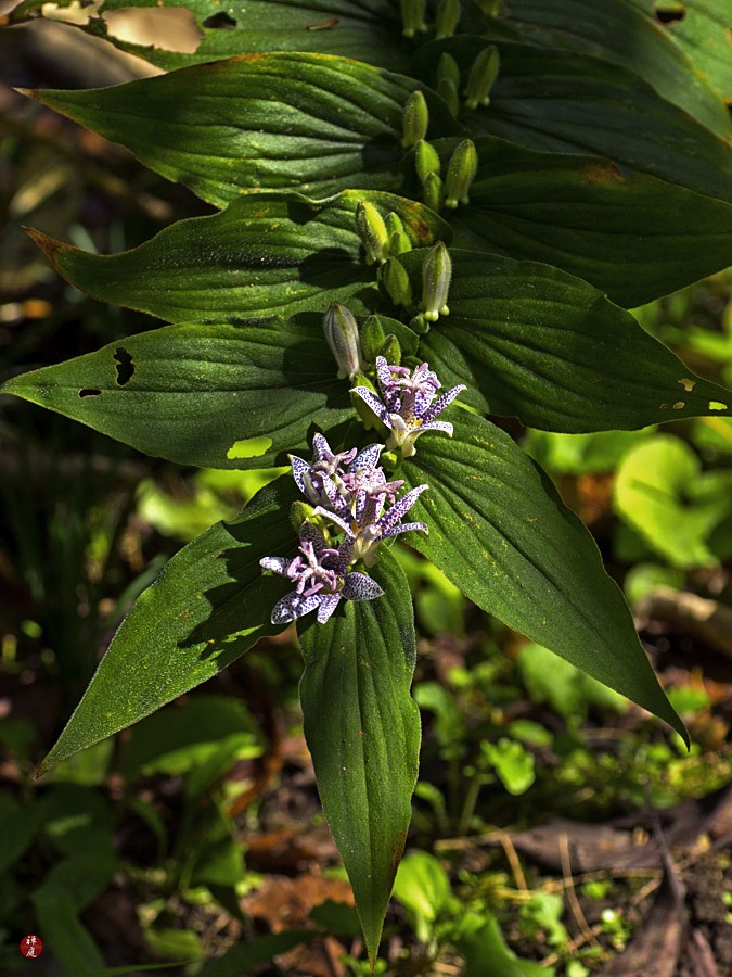 FROM THE GARDEN OF ZEN: October 2012