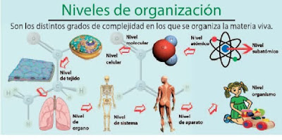 NIVELES DE ORGANIZACIÓN DE LA MATERIA