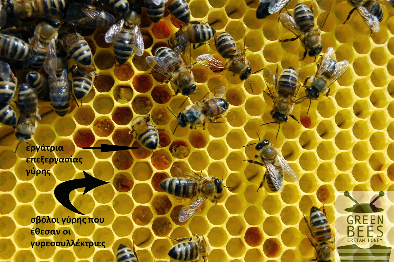 greenBeeshoney: Η Γύρη και το ψωμί της μέλισσας