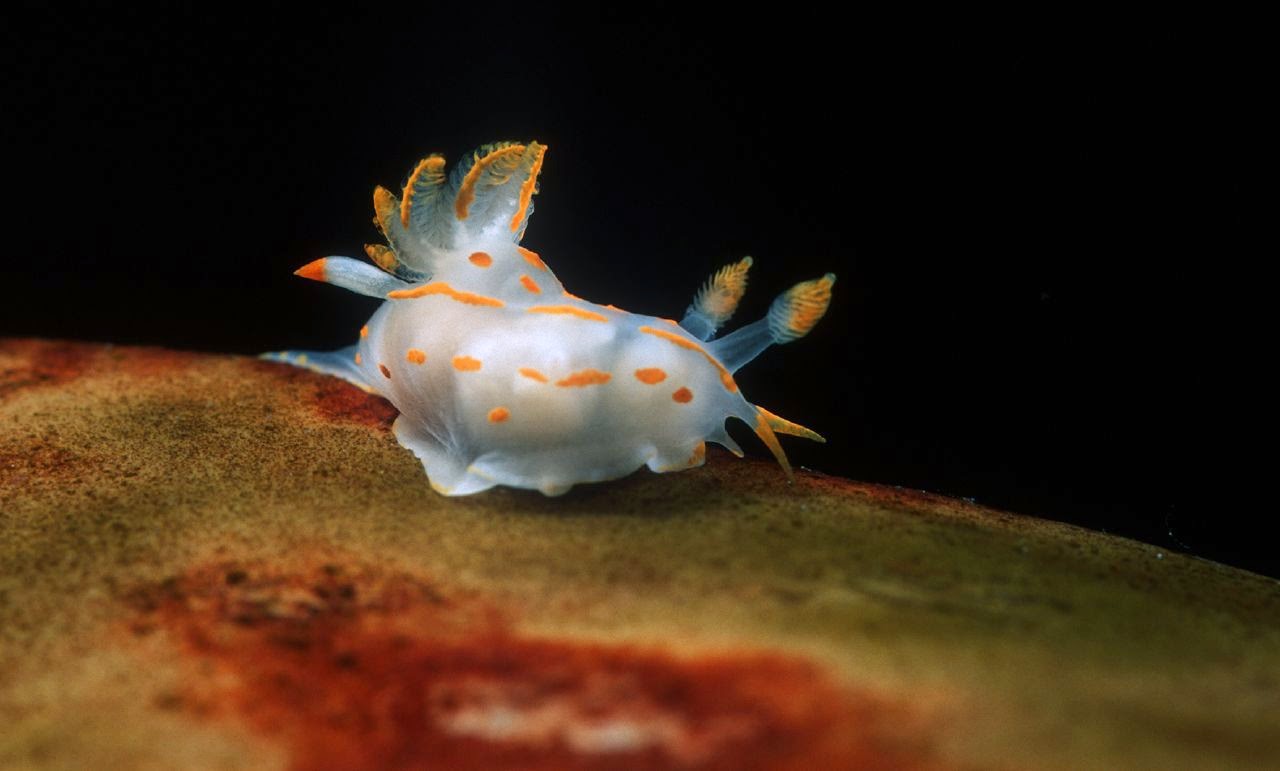 Species of UK: Week 47: Sea Slugs ('Nudibranch')
