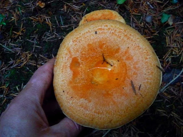 r o b i n 's y a r d: Lactarius