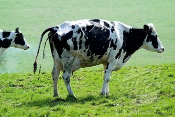 welcome to YEAR 4 SCIENCE corner!!: UNIT 2 LIFE PROCESS