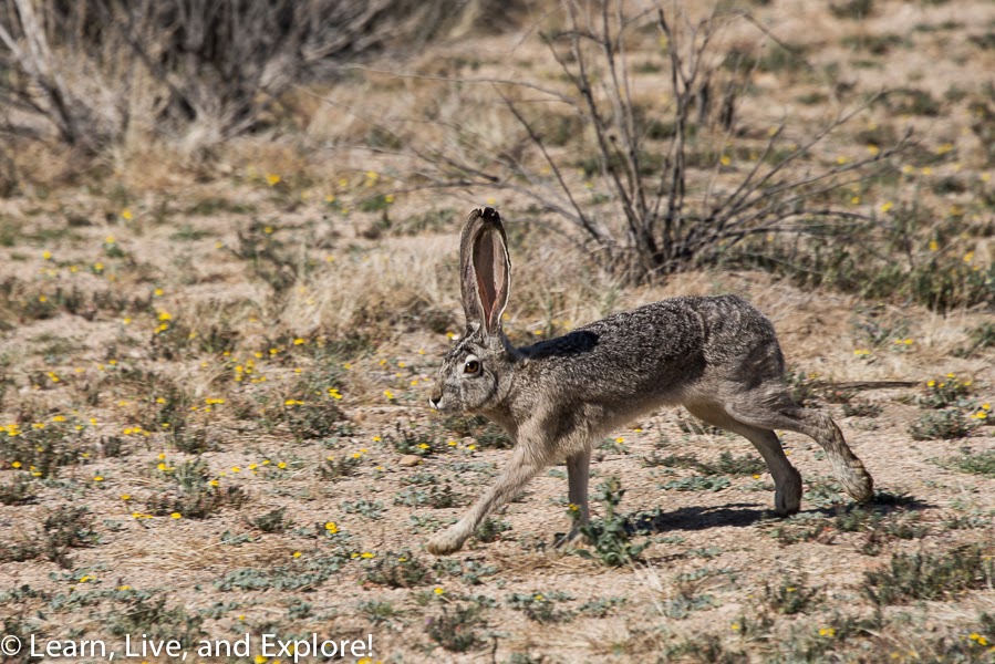 Joshua Tree National Park ~ Learn, Live, and Explore!