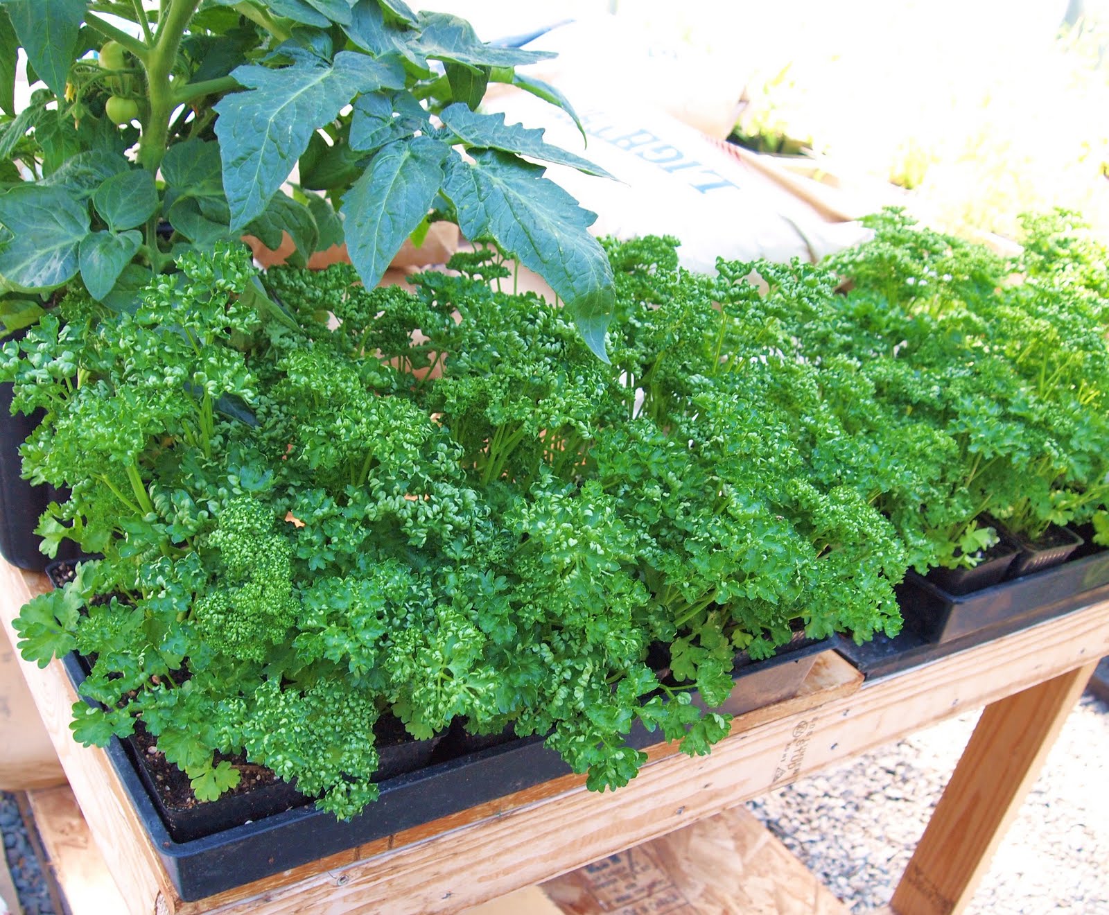 The Alchemist: An Update- and for the locals - Paradise Organics!
