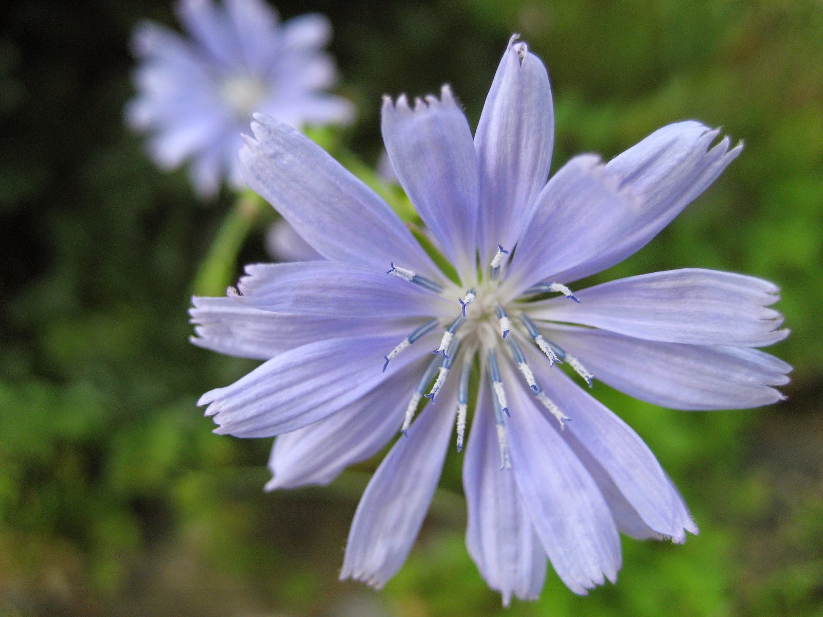Discovering His Creation: Chicory (Cichorium Intybus)