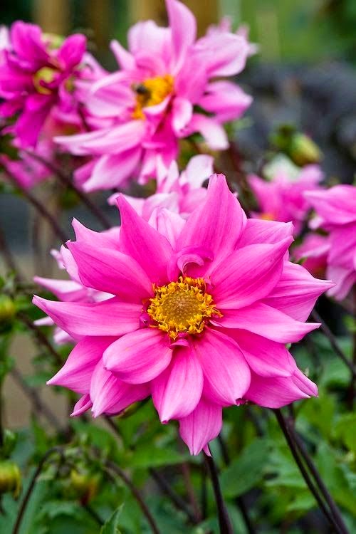 Pretty Dahlia ~ Stunning nature